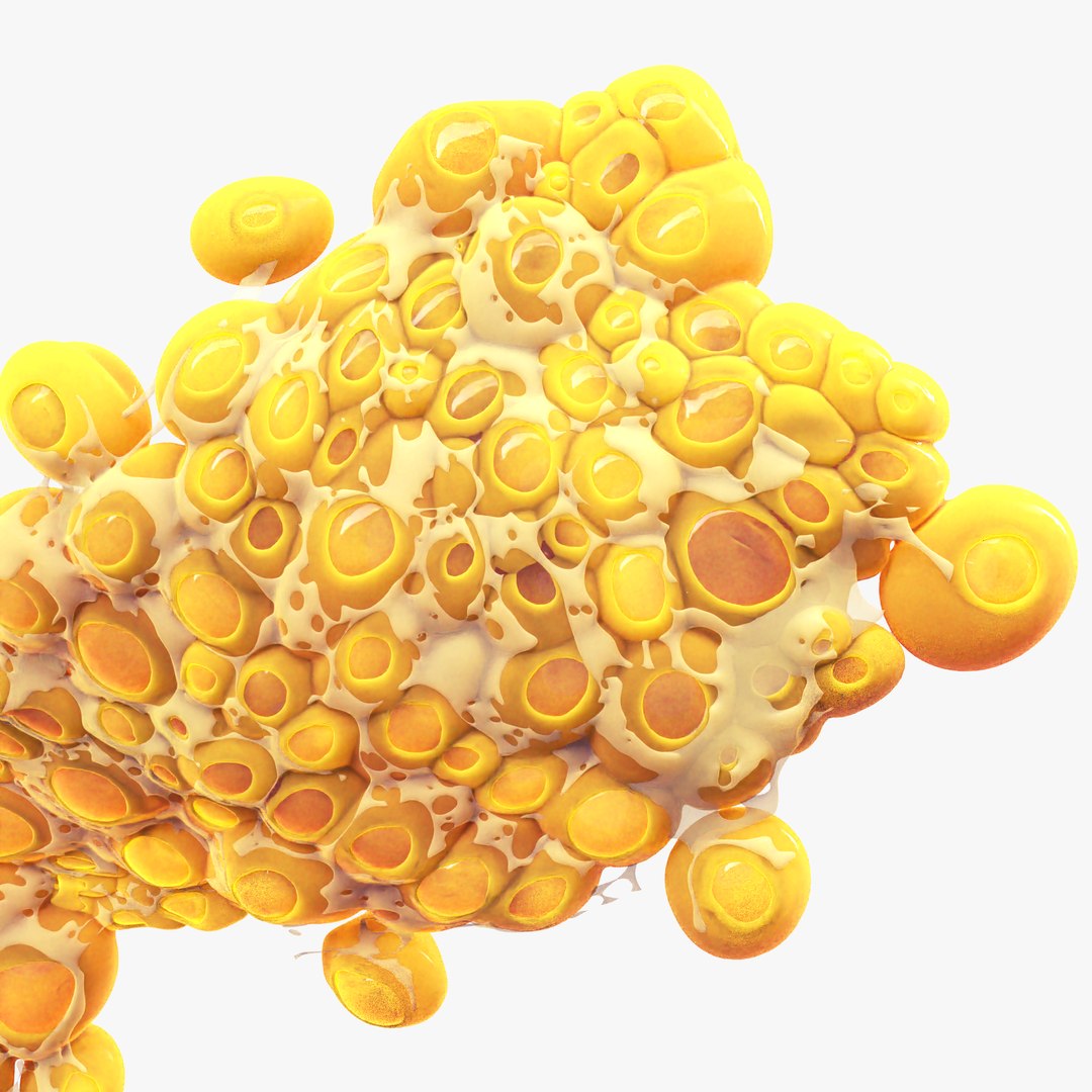 3D Fat Cell Anatomy - TurboSquid 2201018