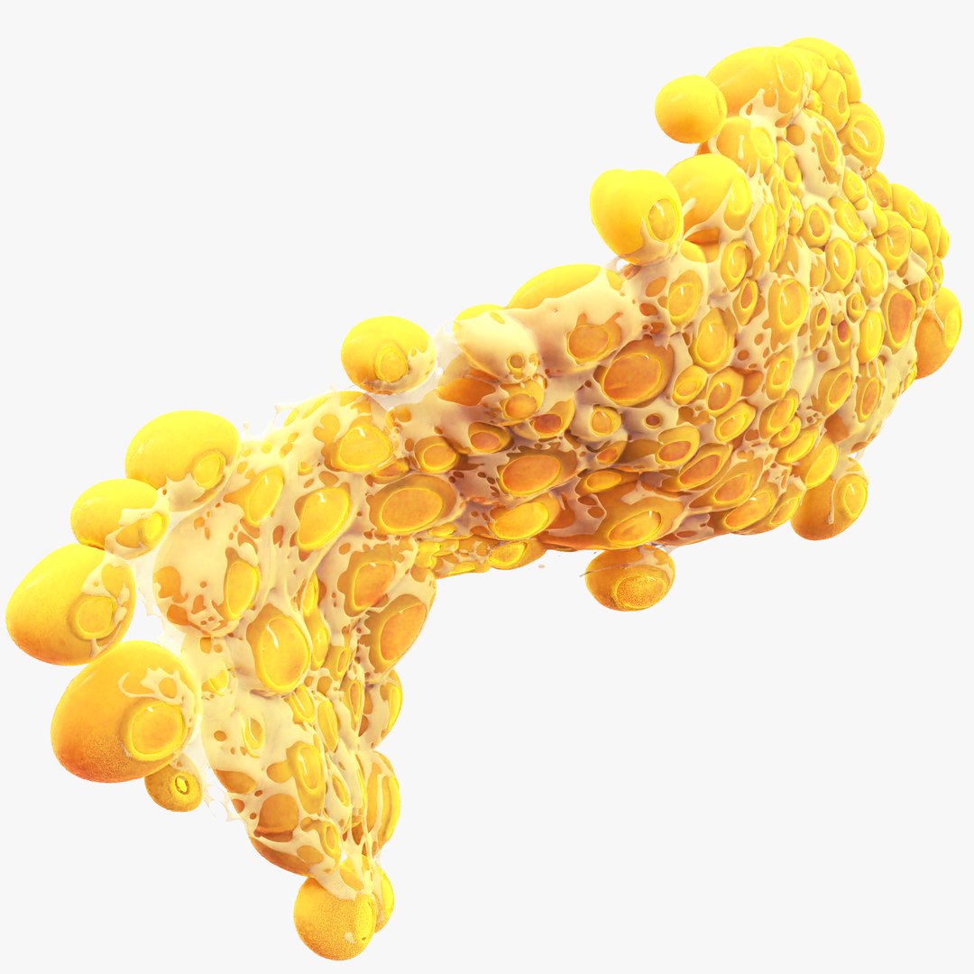 3D Fat Cell Anatomy - TurboSquid 2201018