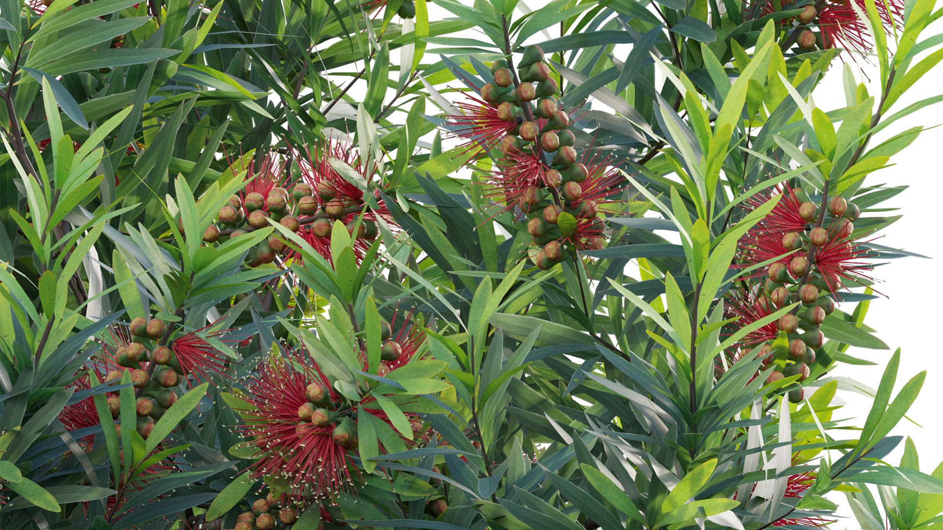 Callistemon Citrinus Little John - Little John Dwarf Red Bottlebrush ...