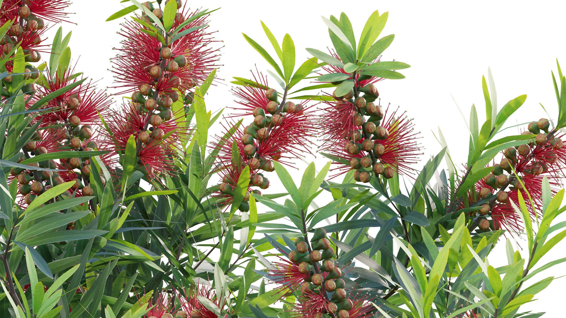 Callistemon Citrinus Little John - Little John Dwarf Red Bottlebrush ...