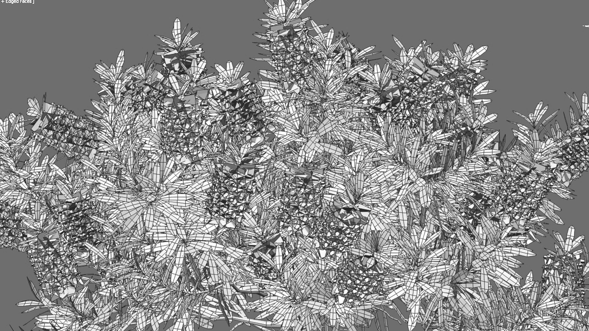 Callistemon Citrinus Little John - Little John Dwarf Red Bottlebrush ...