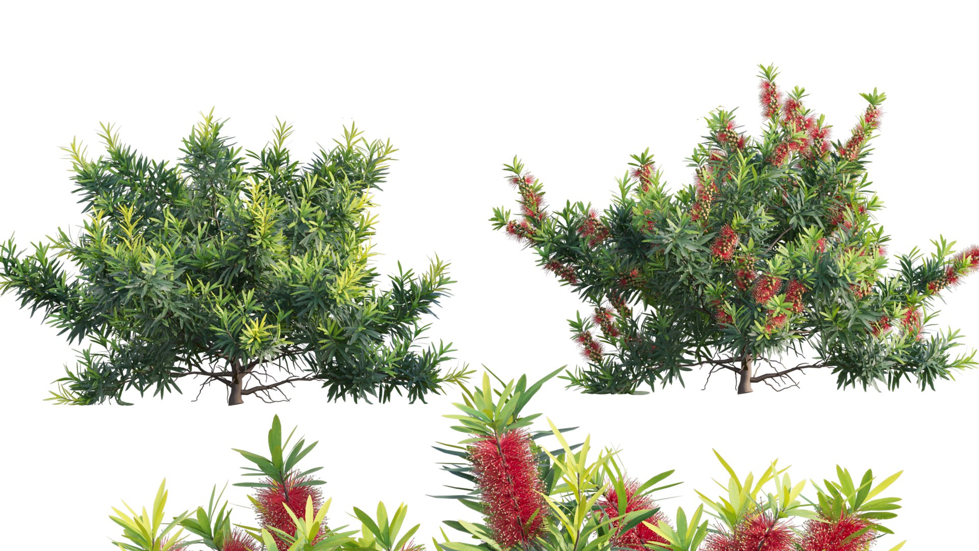 Callistemon Citrinus Little John - Little John Dwarf Red Bottlebrush ...