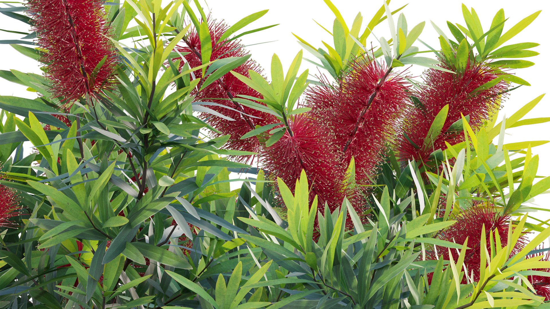 Callistemon Citrinus Little John - Little John Dwarf Red Bottlebrush ...