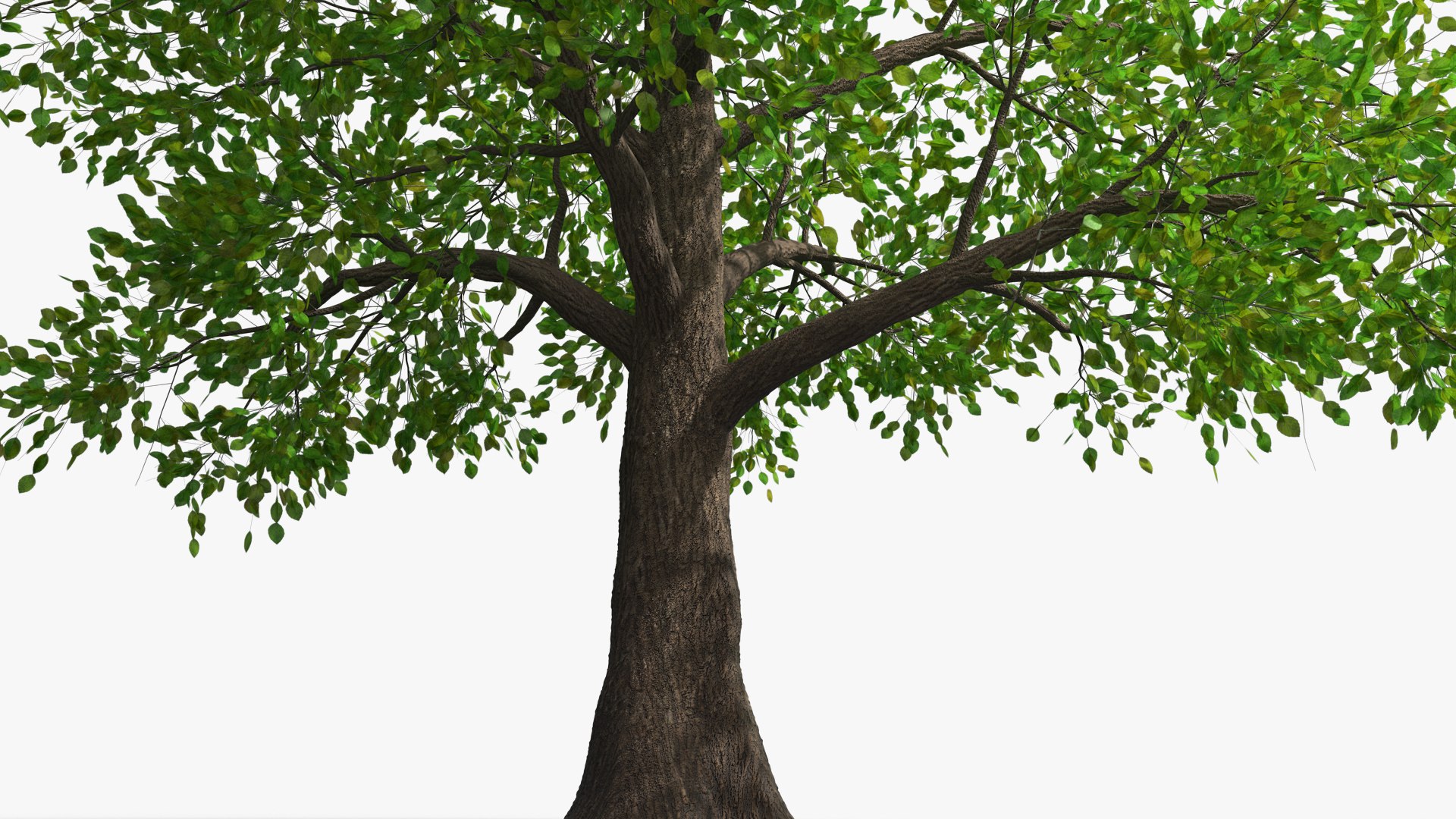 3D Tree 001 Model - TurboSquid 1499334