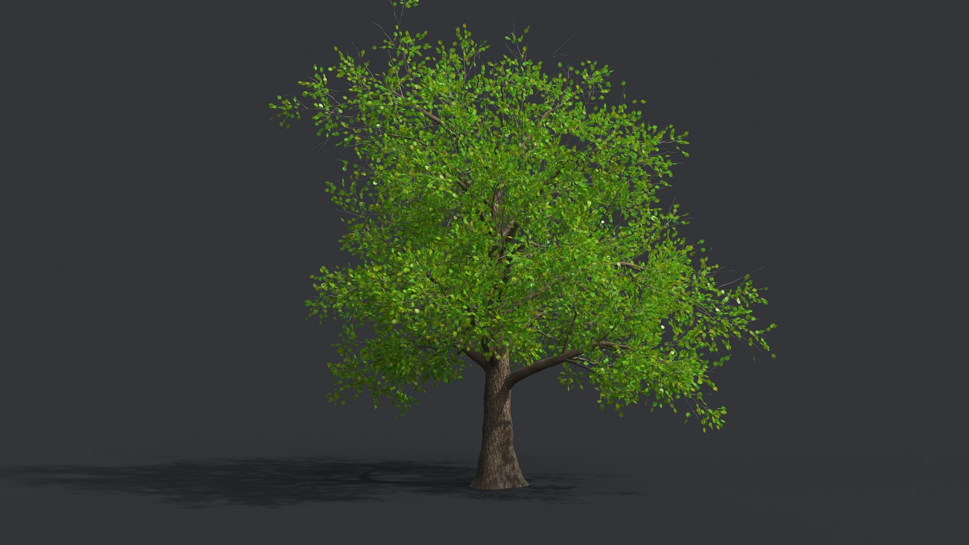3D Tree 001 Model - TurboSquid 1499334
