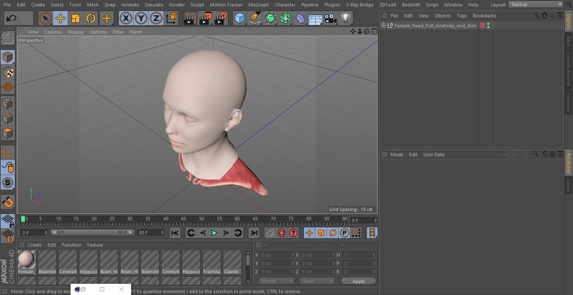3D Female Head Full Anatomy And Skin - TurboSquid 2139821