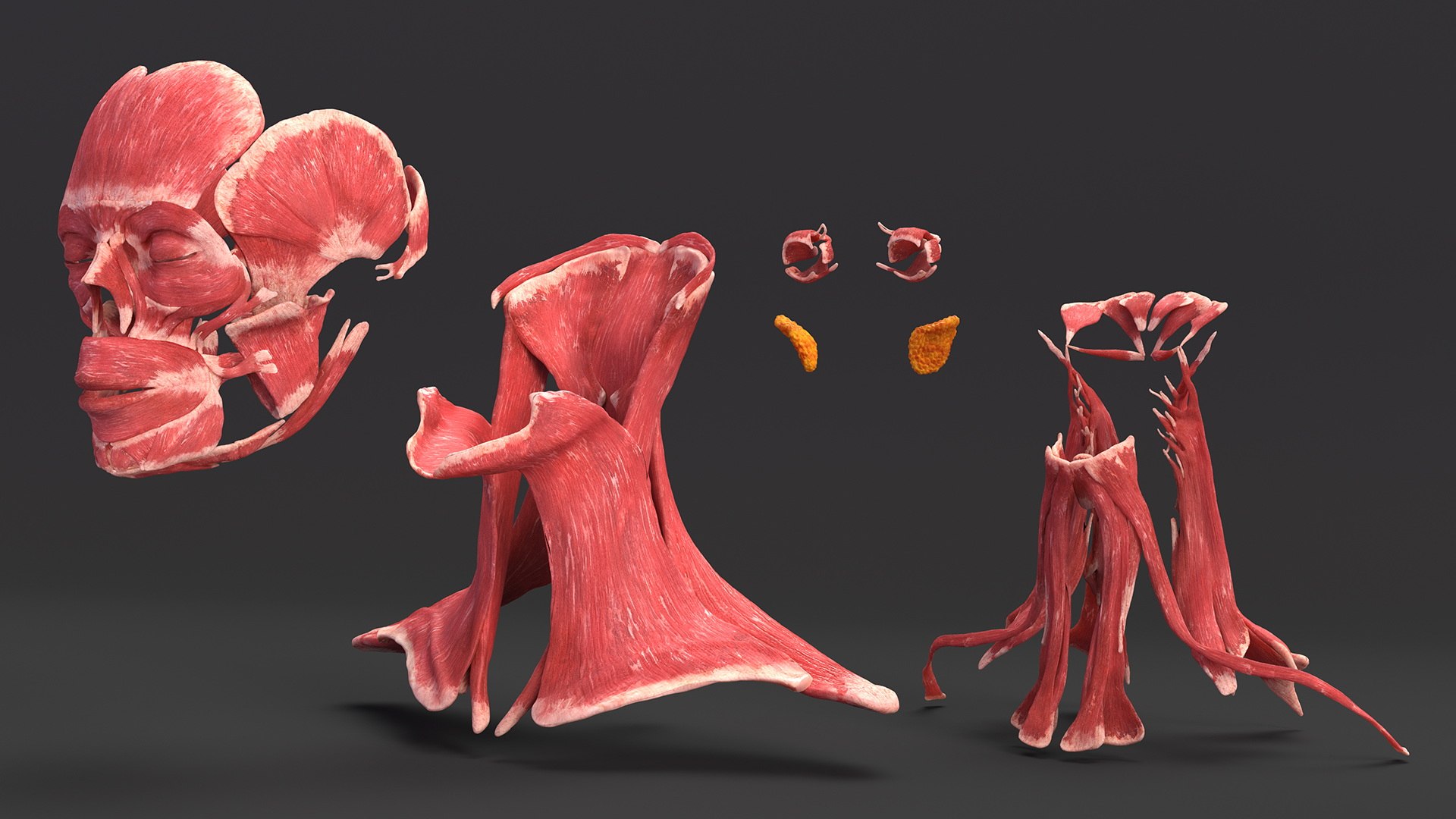 3D Female Head Full Anatomy and Skin - TurboSquid 2139821