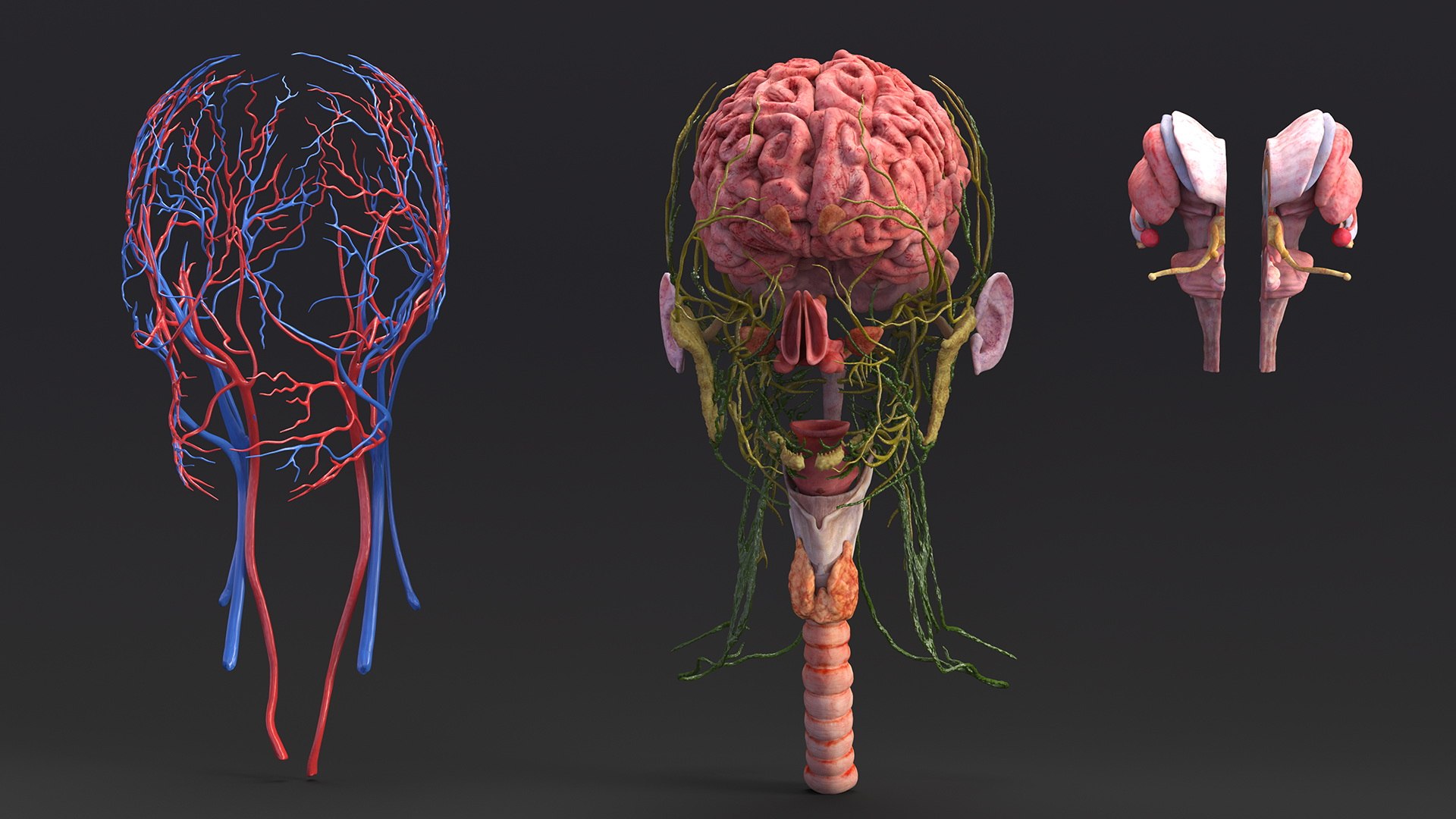 3D Female Head Full Anatomy and Skin - TurboSquid 2139821