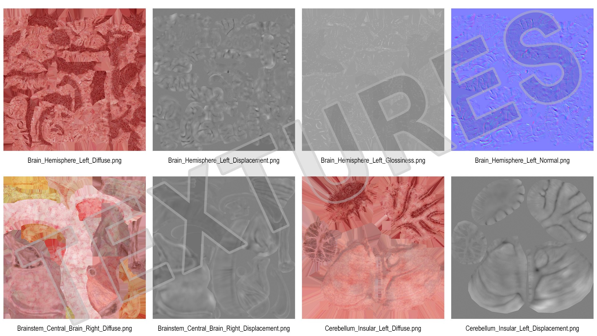 3D Female Head Full Anatomy And Skin - TurboSquid 2139821