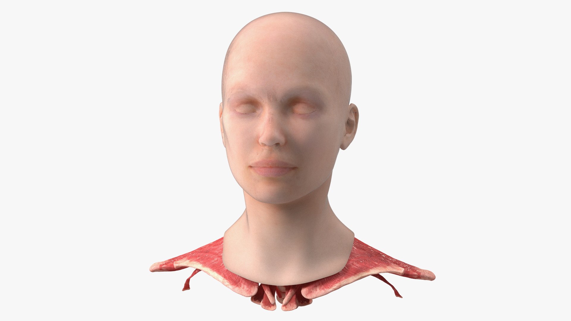 3D Female Head Full Anatomy and Skin - TurboSquid 2139821