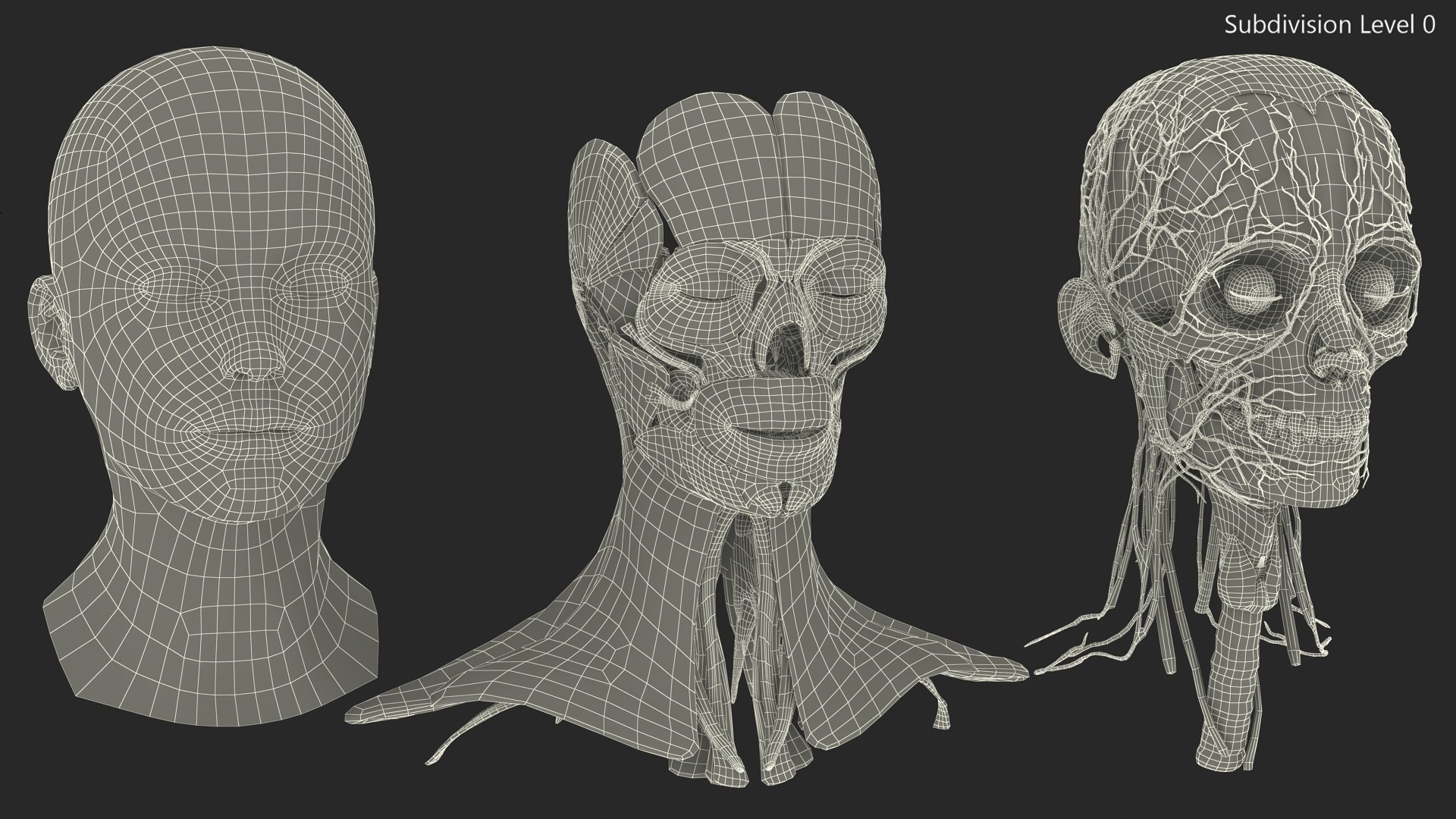3D Female Head Full Anatomy and Skin - TurboSquid 2139821