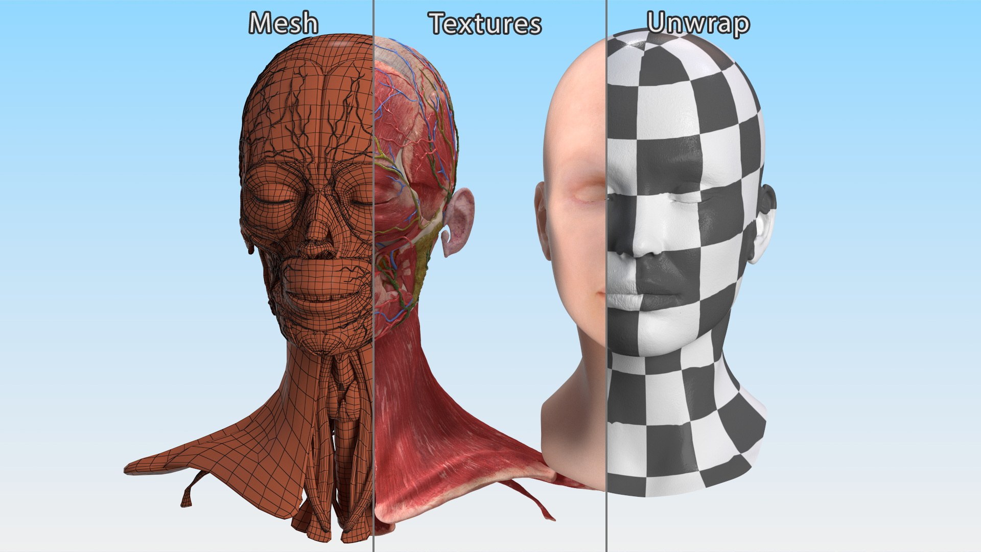 3D Female Head Full Anatomy And Skin - TurboSquid 2139821
