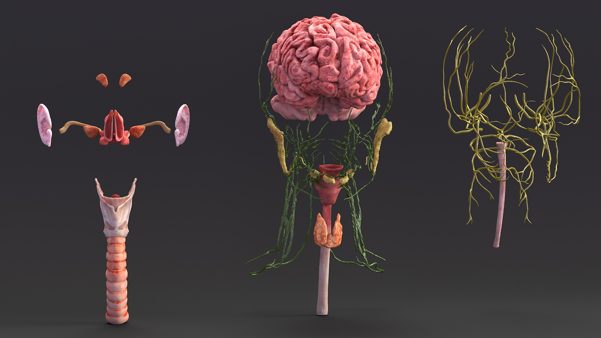 3D Female Head Full Anatomy and Skin - TurboSquid 2139821