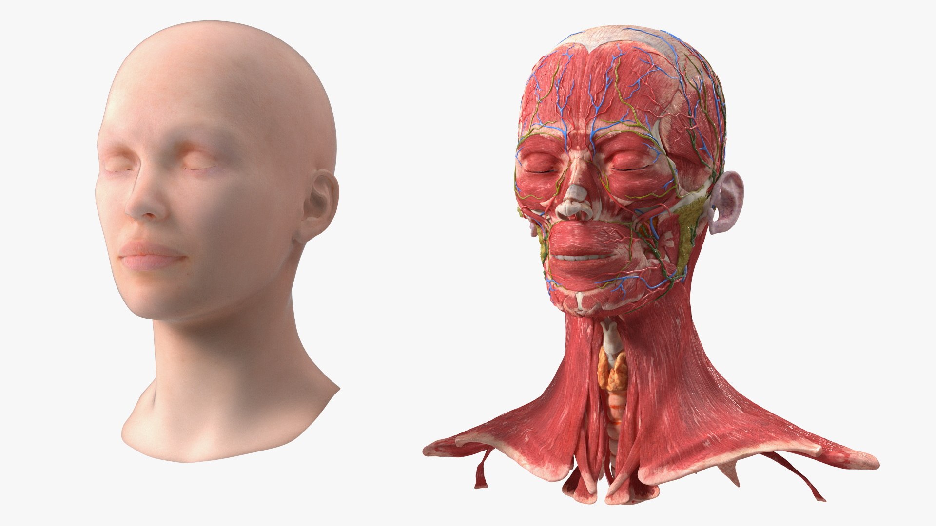 3D Female Head Full Anatomy And Skin - TurboSquid 2139821