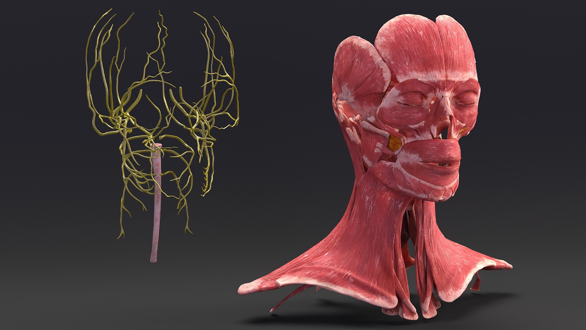 3D Female Head Full Anatomy and Skin - TurboSquid 2139821