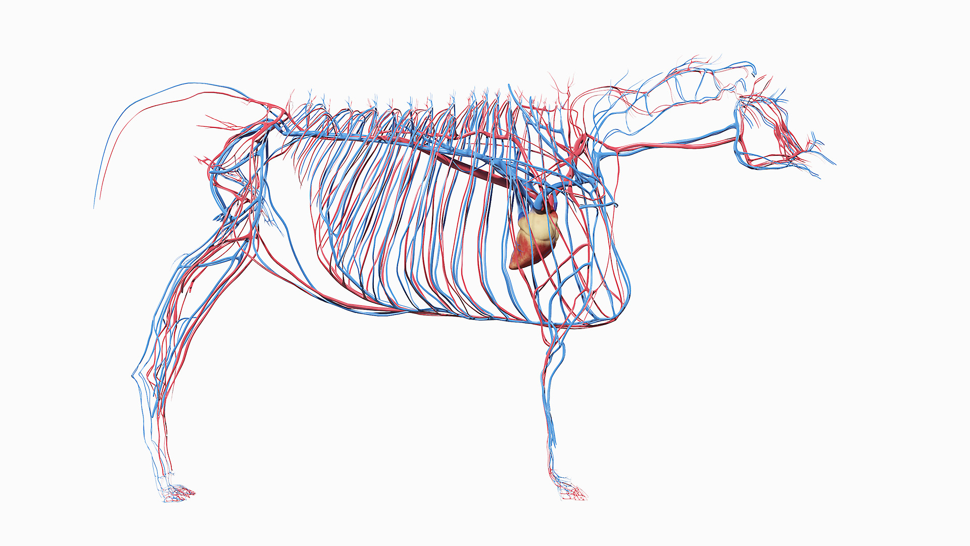 3D bull anatomy static - TurboSquid 1710999