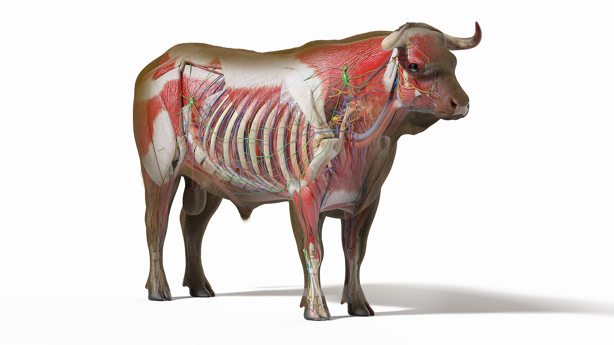 3D bull anatomy static - TurboSquid 1710999