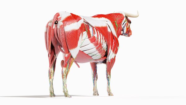 3D bull anatomy static - TurboSquid 1710999
