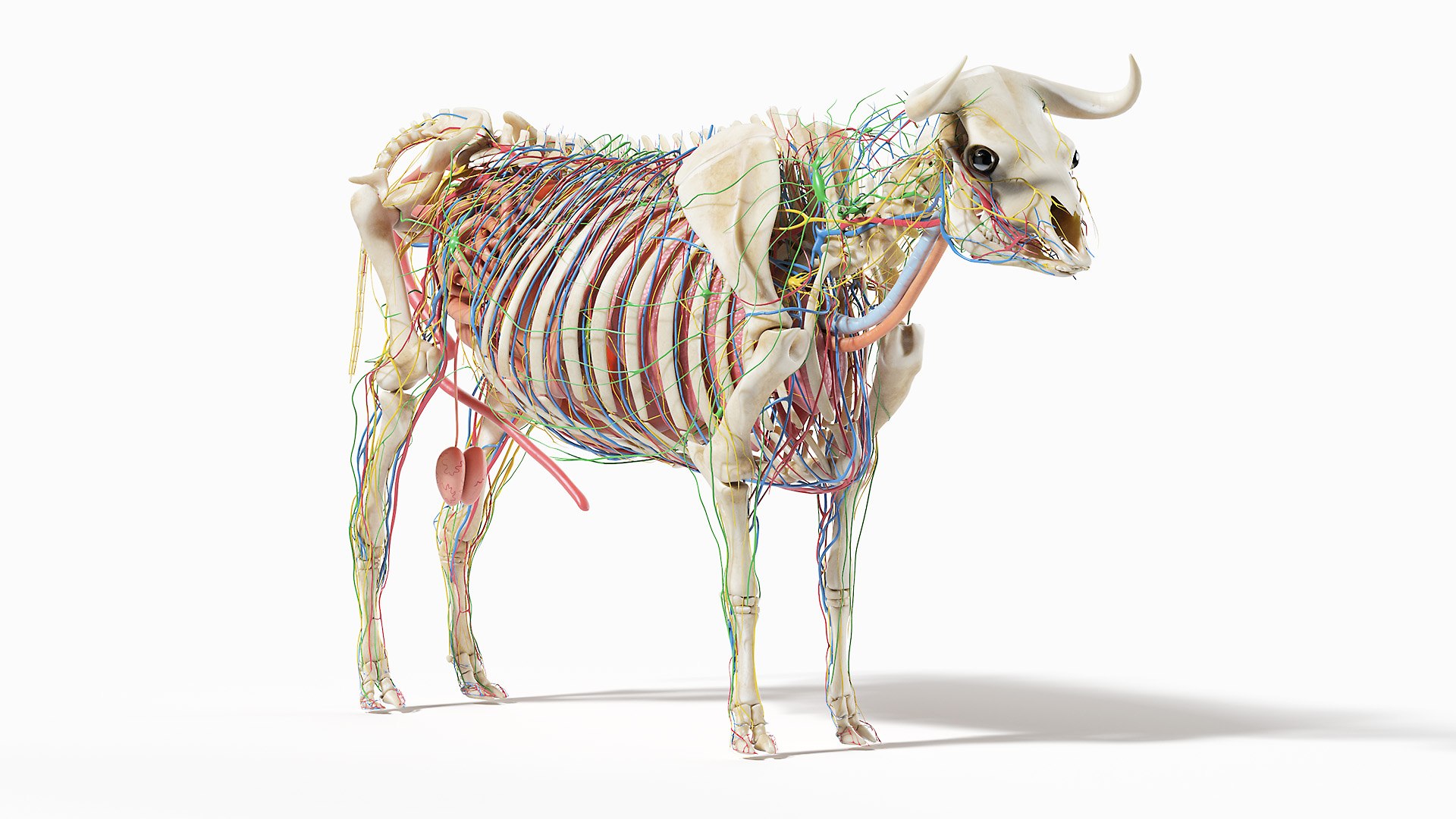 3D bull anatomy static - TurboSquid 1710999
