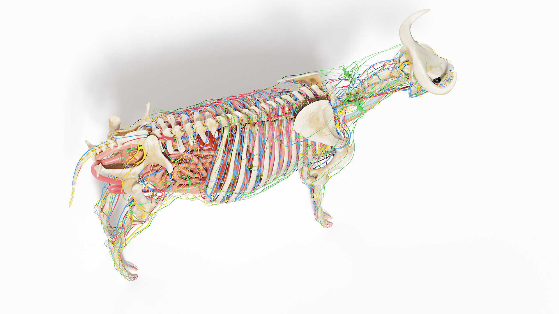 3D bull anatomy static - TurboSquid 1710999