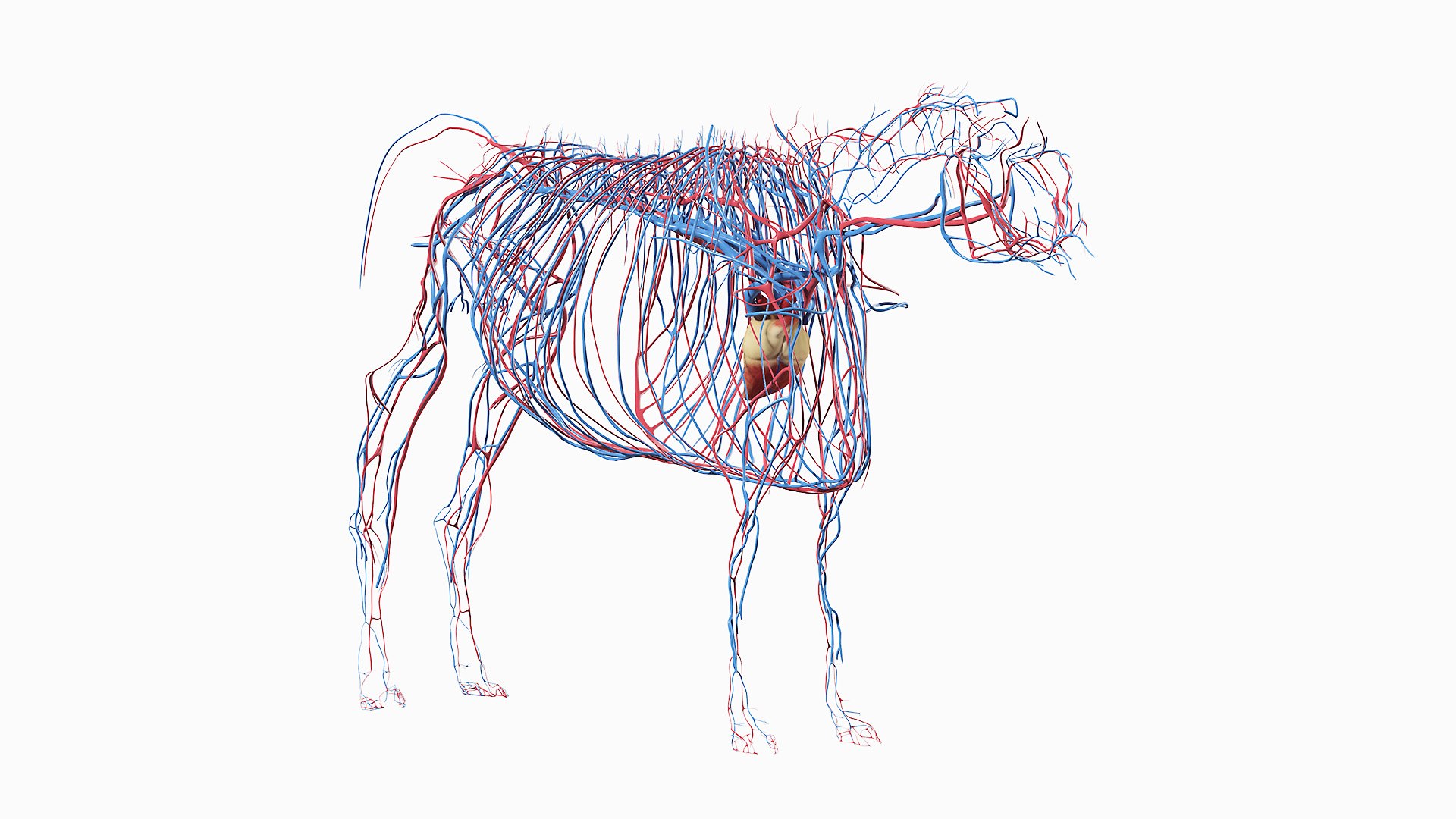 3D bull anatomy static - TurboSquid 1710999