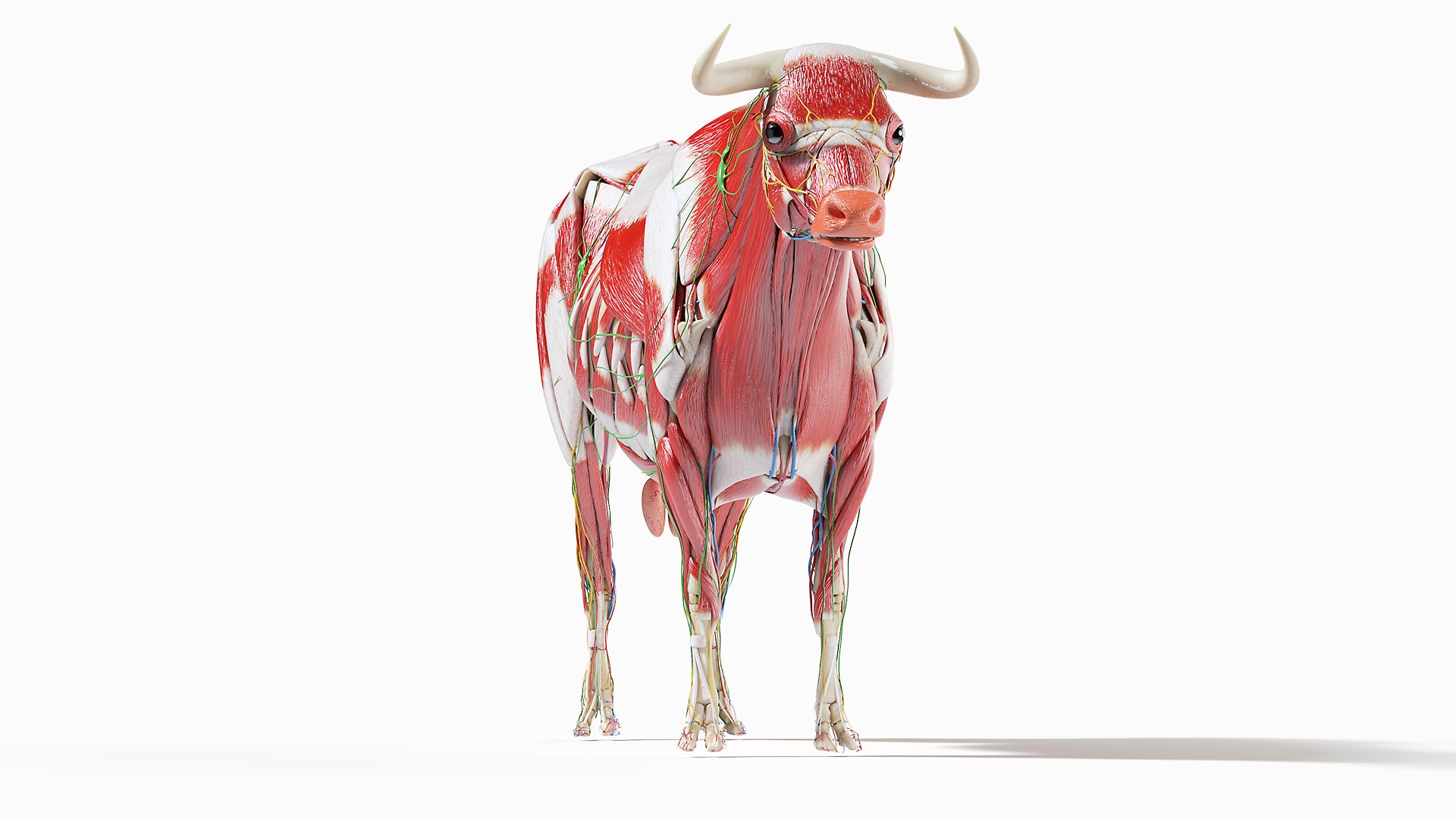 3D bull anatomy static - TurboSquid 1710999