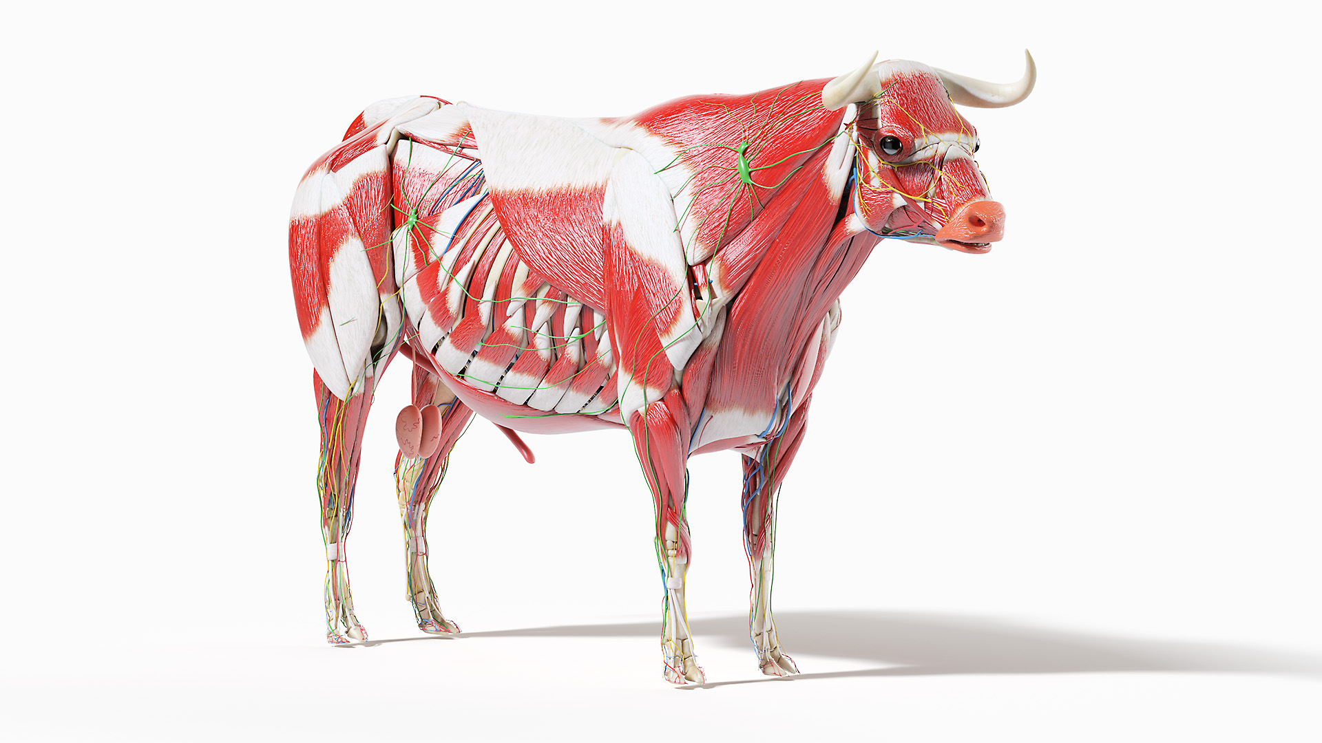 3D bull anatomy static - TurboSquid 1710999