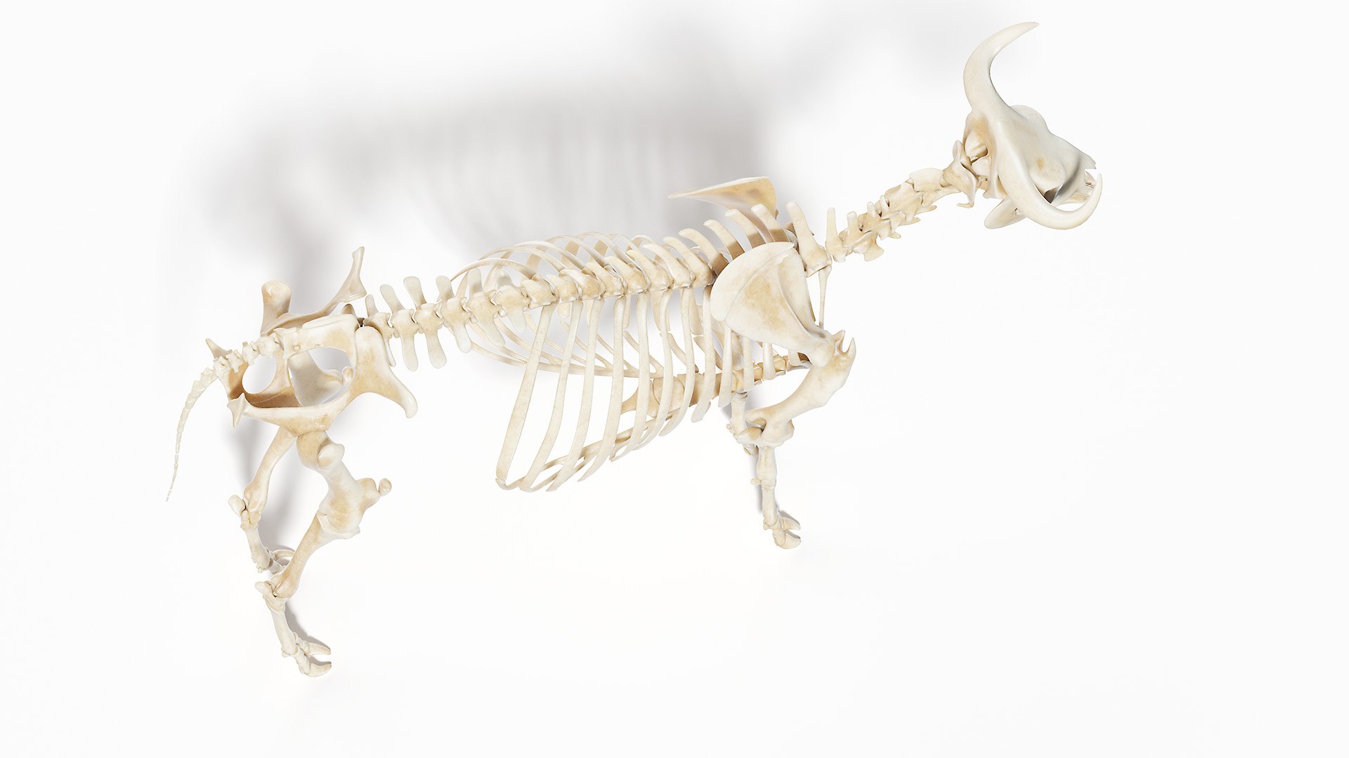 3D bull anatomy static - TurboSquid 1710999