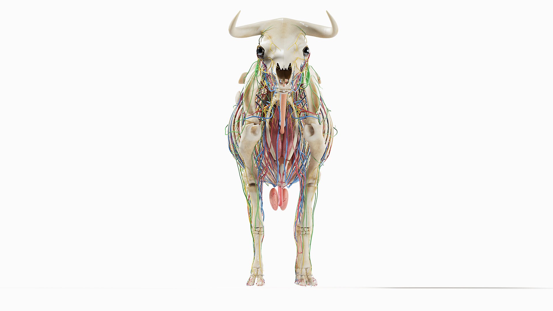 3D bull anatomy static - TurboSquid 1710999