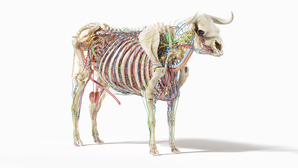 3D bull anatomy static - TurboSquid 1710999
