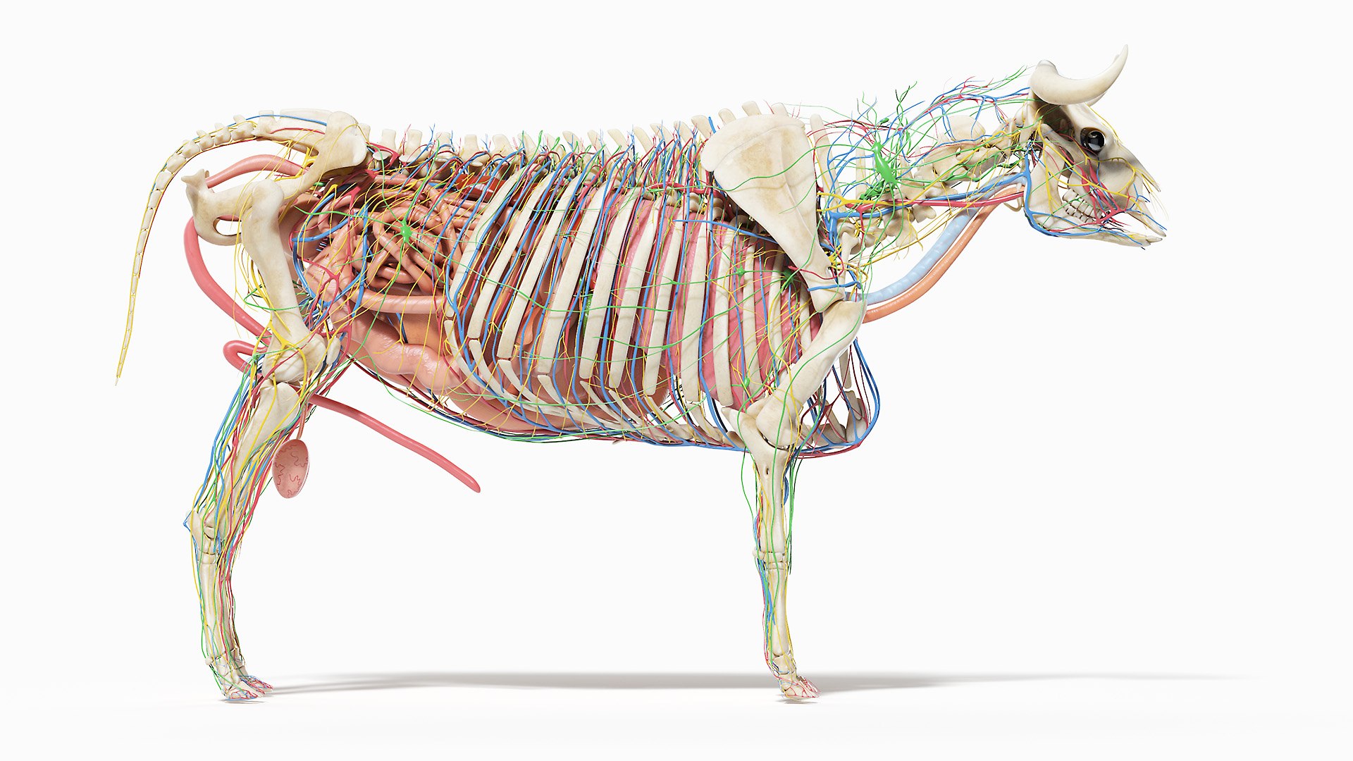 3D bull anatomy static - TurboSquid 1710999