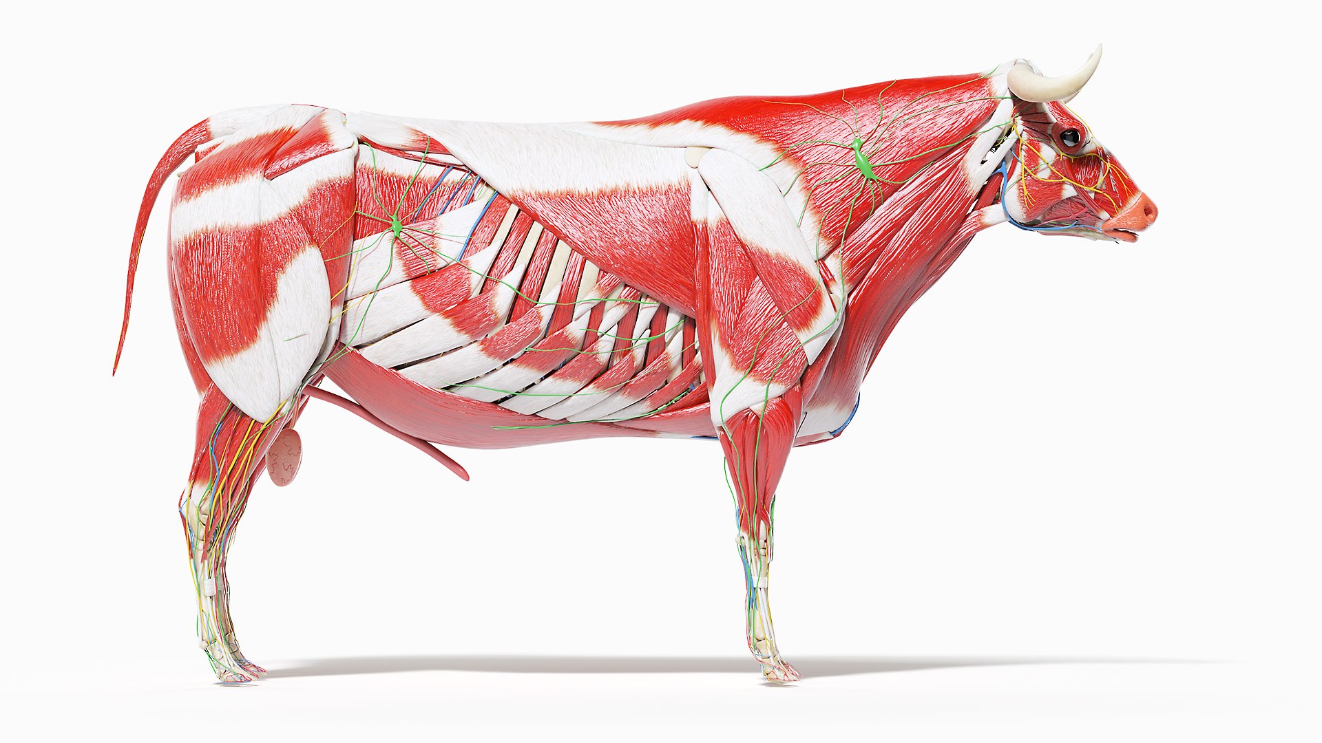 3D bull anatomy static - TurboSquid 1710999