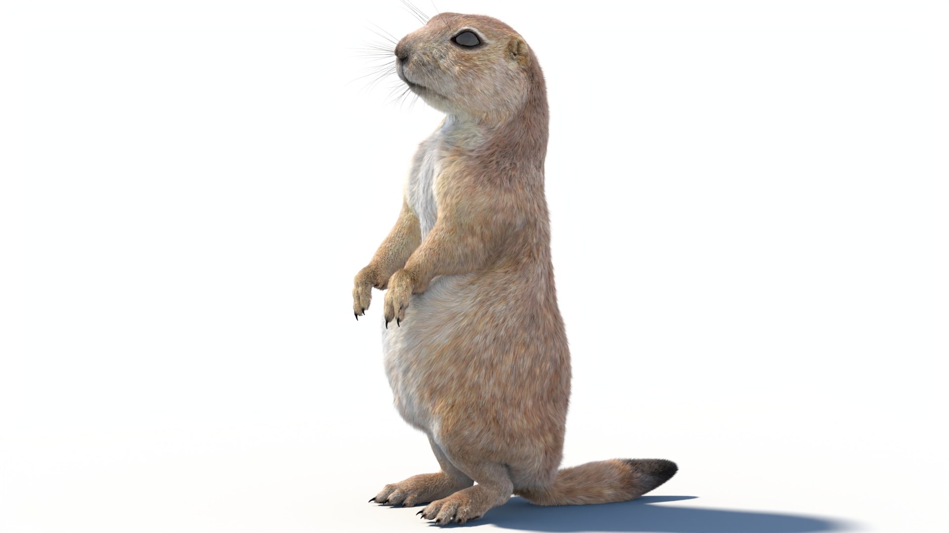 Rigged Prairie Dog Fur 3D Model 3D - TurboSquid 2283106