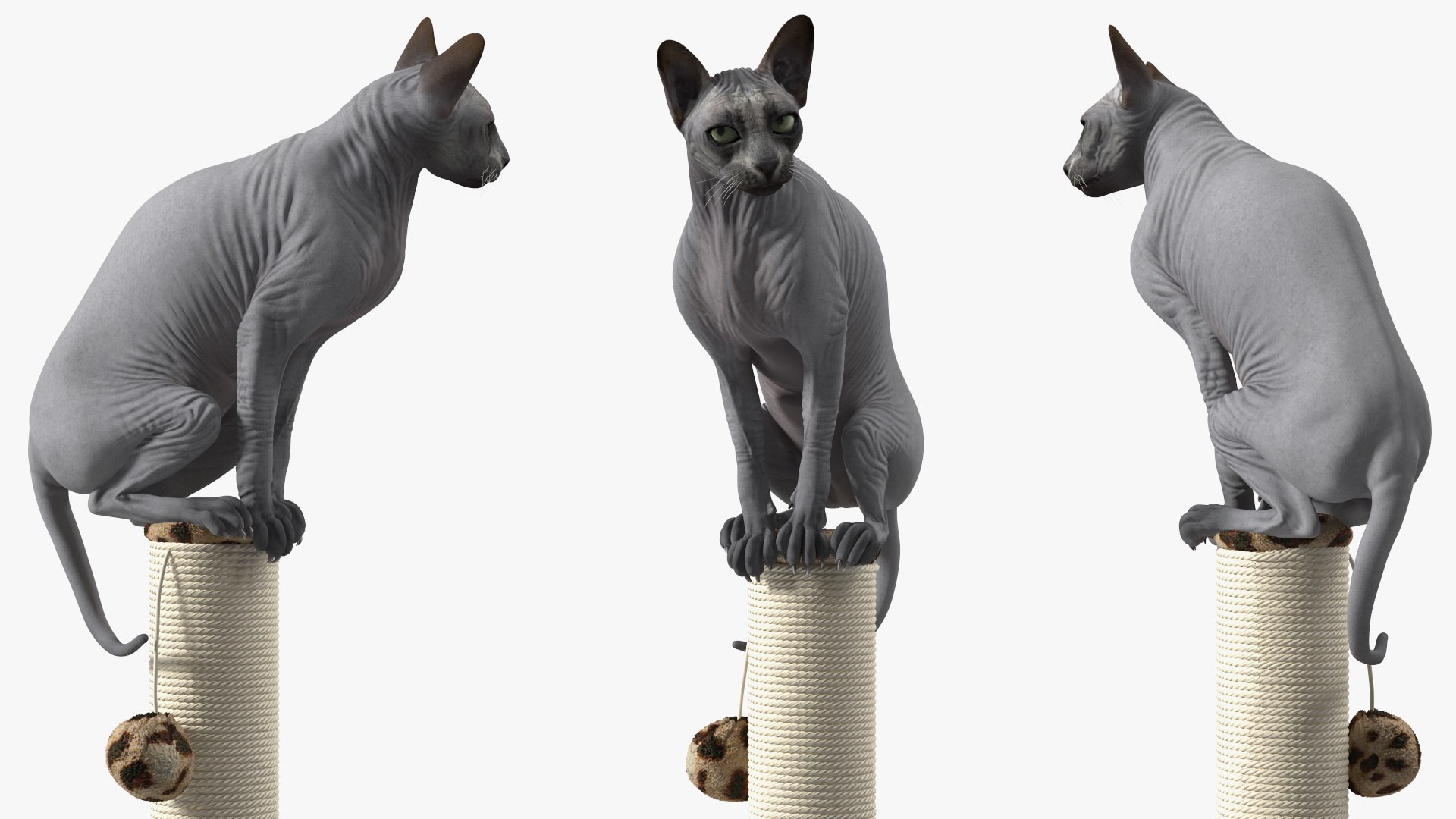 Cat Sitting On A Scratching Post model - TurboSquid 1819375