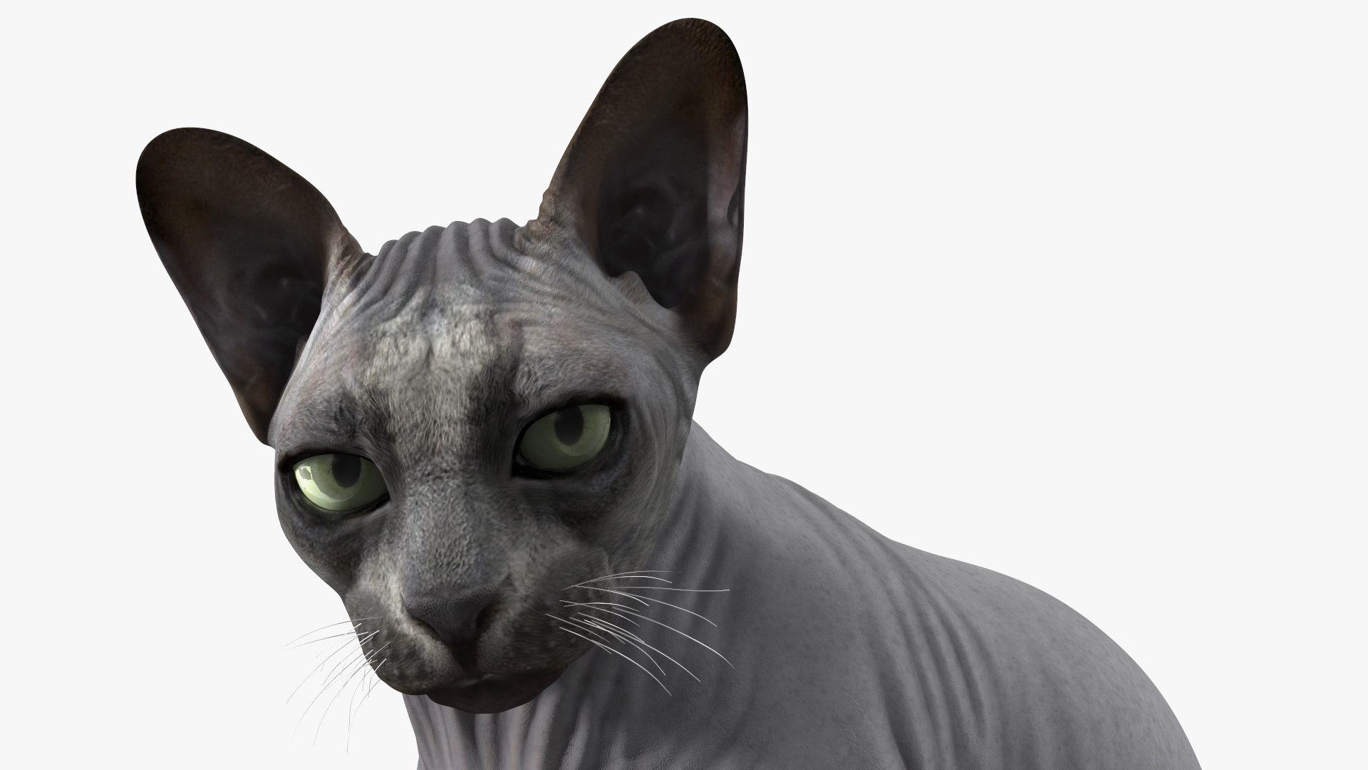 Cat Sitting On A Scratching Post model - TurboSquid 1819375