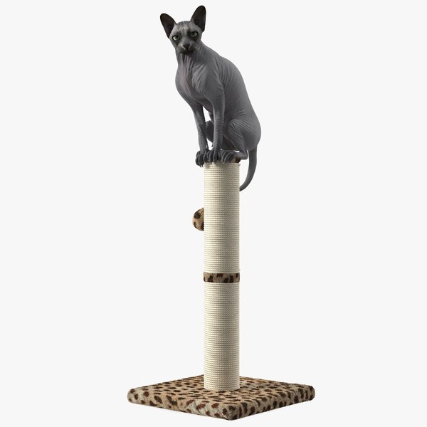 Cat Sitting On A Scratching Post model - TurboSquid 1819375
