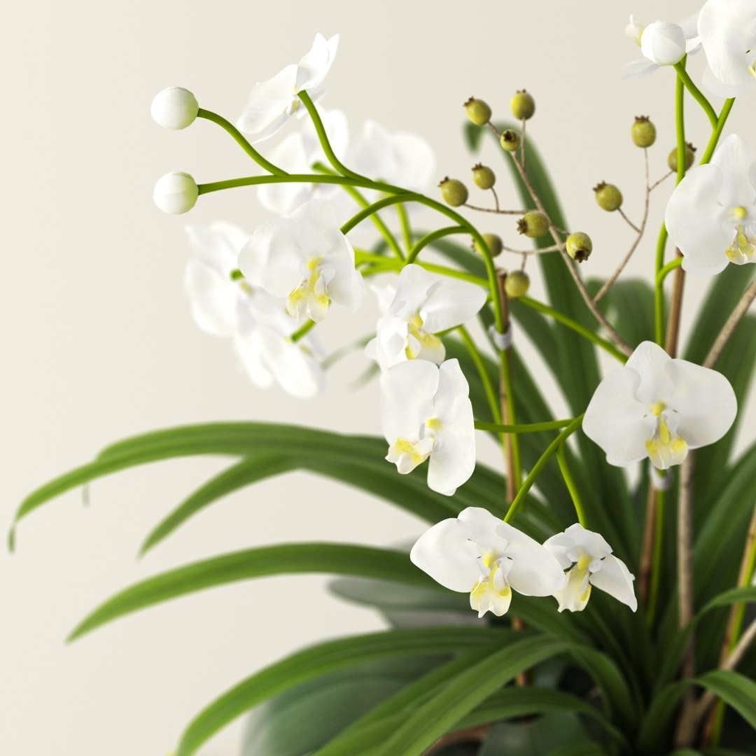 Max Orchid