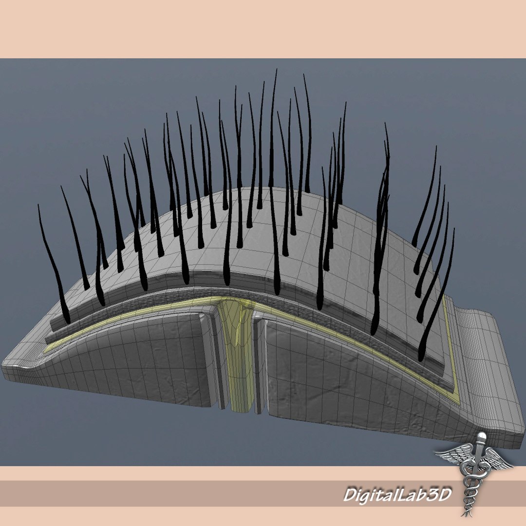 Human Scalp Anatomy 3d 3ds