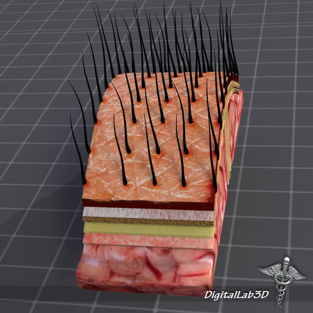 Human Scalp Anatomy 3d 3ds