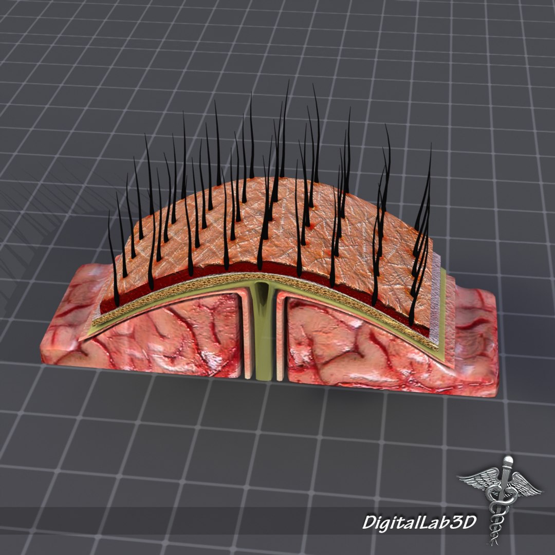Human Scalp Anatomy 3d 3ds