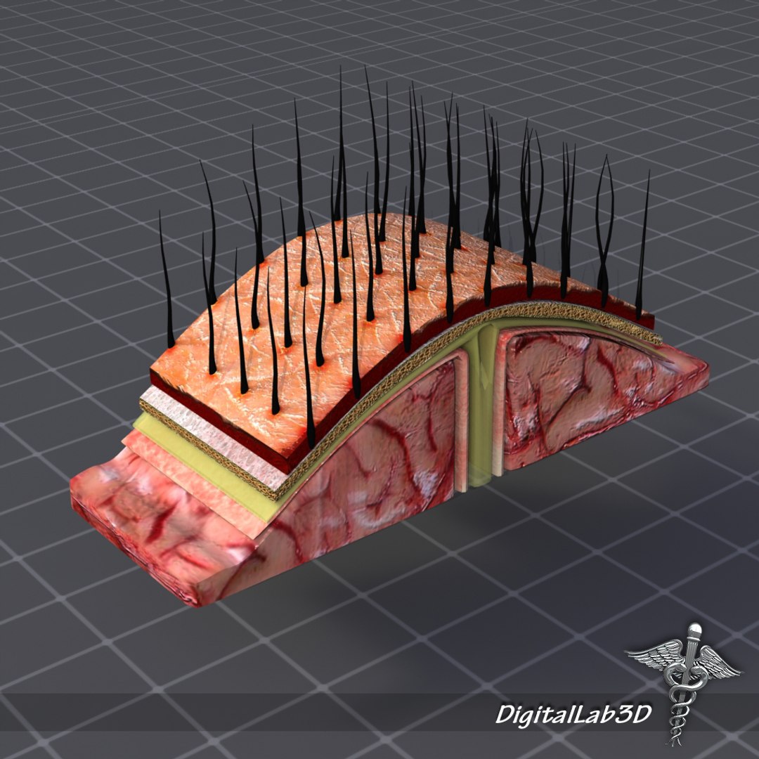 Human Scalp Anatomy 3d 3ds