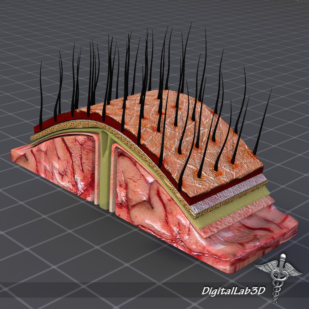 Human Scalp Anatomy 3d 3ds