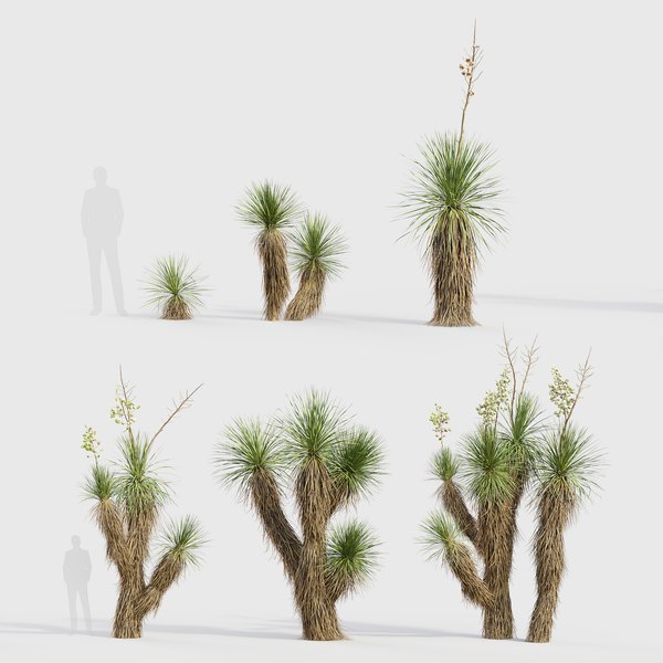 Yucca 3D Models for Download | TurboSquid