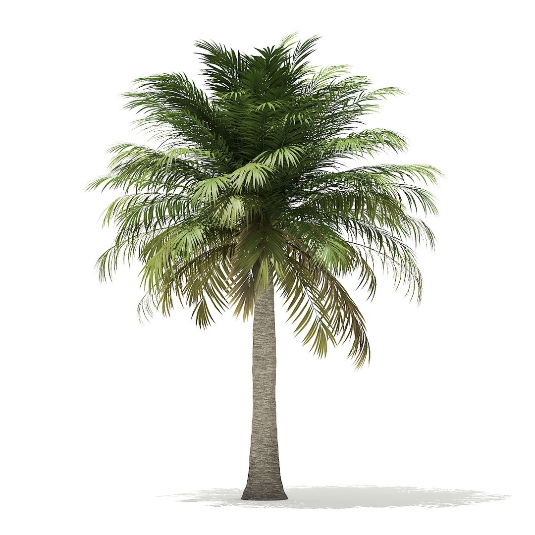 3D Chilean Wine Palm Tree Model - TurboSquid 1354638