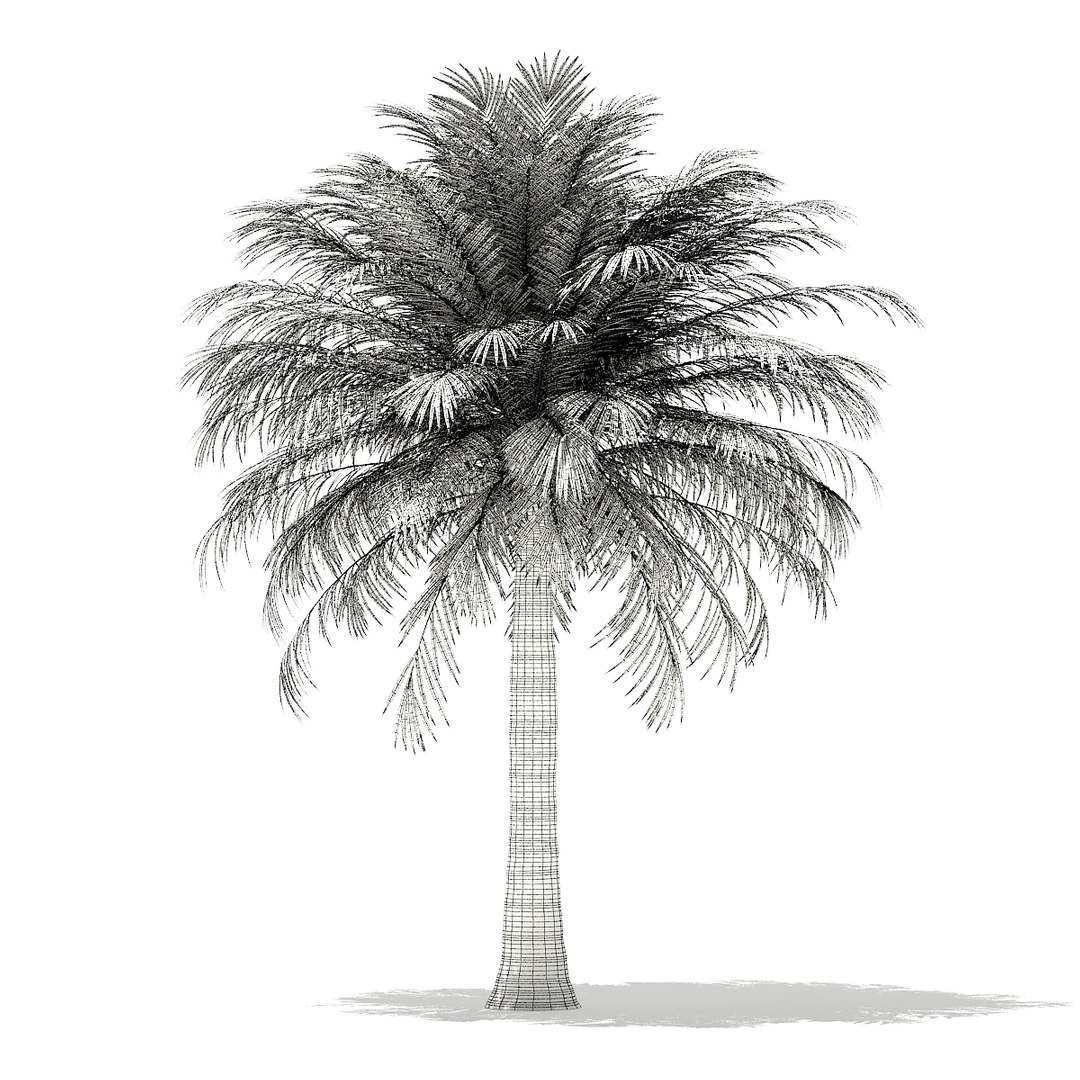 3D Chilean Wine Palm Tree Model - TurboSquid 1354638
