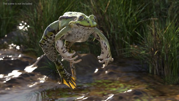 3D Frog Life Cycle Stages Rigged for Cinema 4D - TurboSquid 1727499