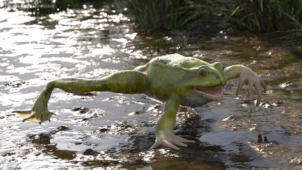 3D Frog Life Cycle Stages Rigged for Cinema 4D - TurboSquid 1727499