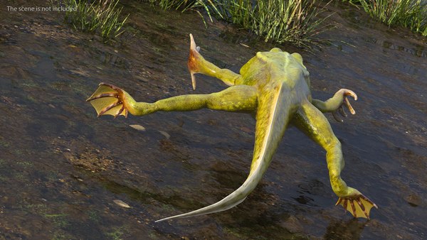 3D Frog Life Cycle Stages Rigged for Cinema 4D - TurboSquid 1727499