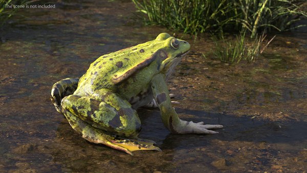 3D Frog Life Cycle Stages Rigged for Cinema 4D - TurboSquid 1727499