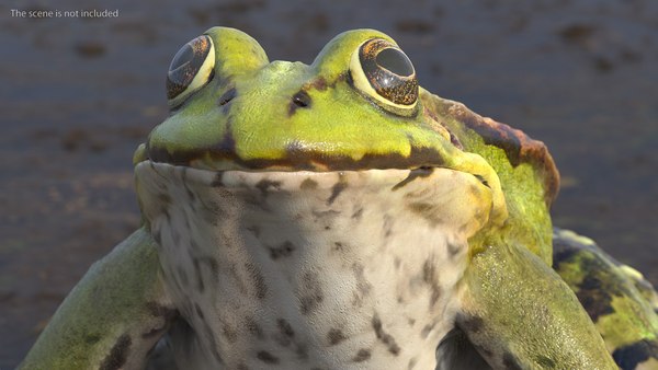 3D Frog Life Cycle Stages Rigged for Cinema 4D - TurboSquid 1727499